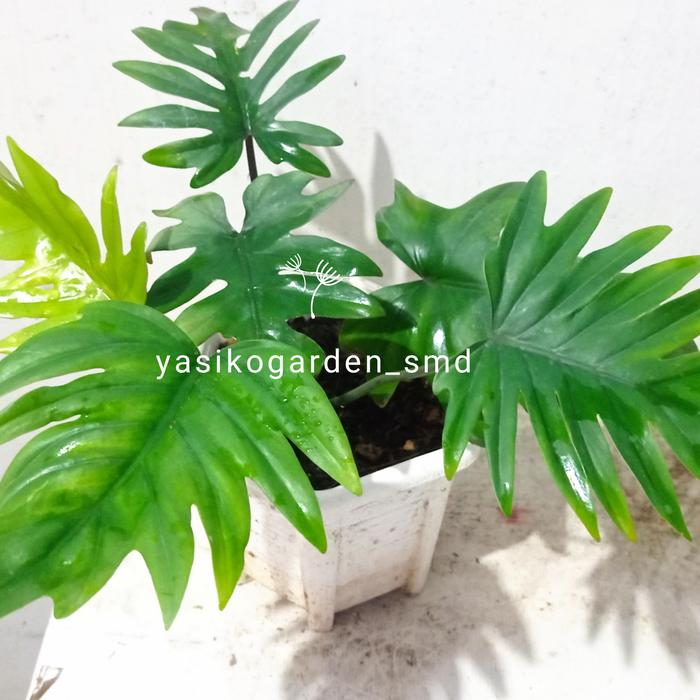 Jual philodendron mayoi tanaman/philo mayoi - Kota Samarinda - YASIKO ...