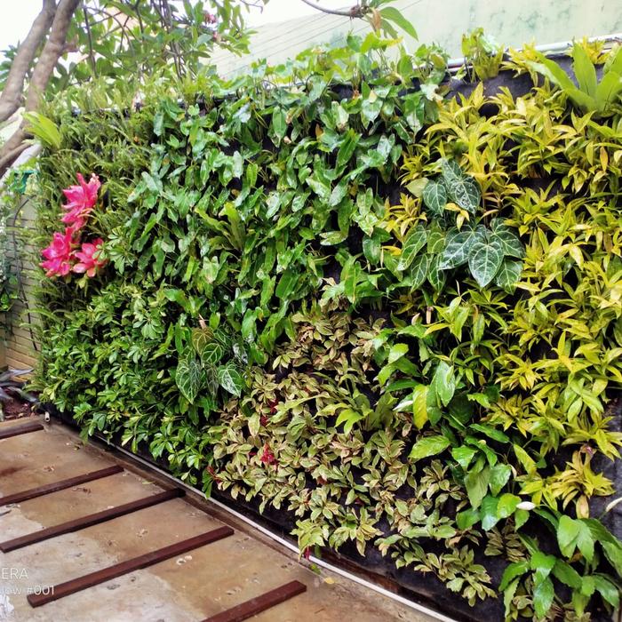 Jual tanaman hias vertikal garden plus sirkulasi air permeter - Kota ...