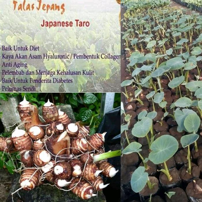 Jual bibit talas jepang satoimo original - Kab. Cilacap - Kembar ...