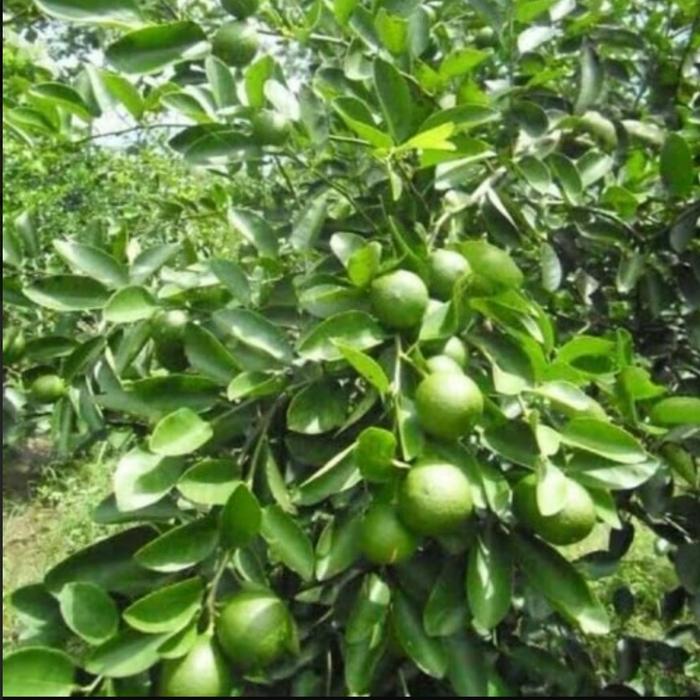 Pohon Jeruk Nipis