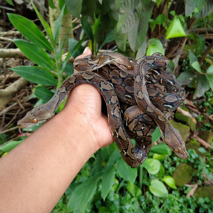 Jual retic baby normal cb/reticulatus python/ular sanca - Kab. Malang ...
