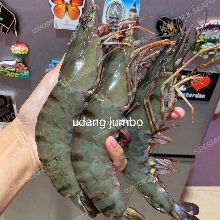 Jual udang pancet Tiger prawn super jumbo segar fresh - 1 kg (10-12 ...