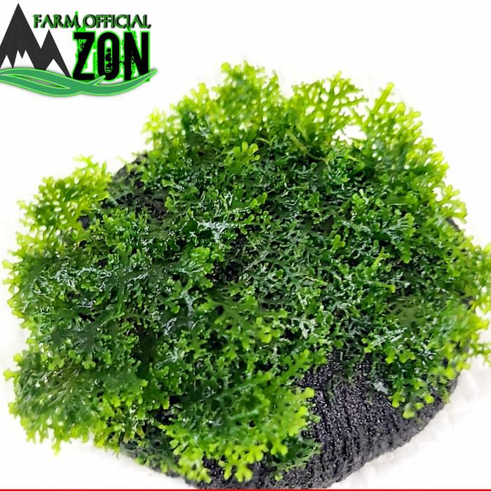 Jual tanaman aquascape ricardia moss / aquascape weby kusa - Kab. Bogor ...