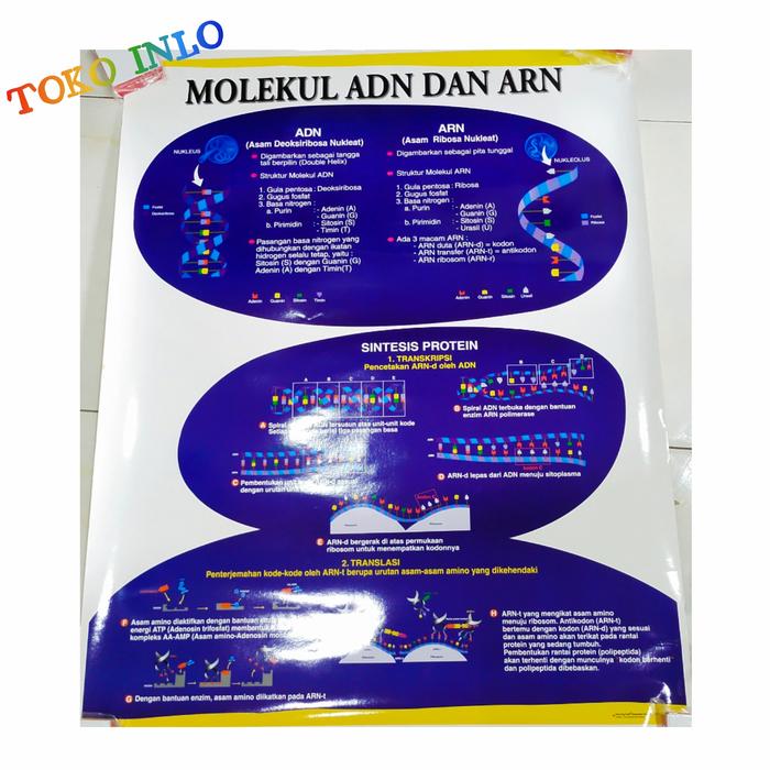 Jual CARTA MOLEKUL DNA dan RNA/GAMBAR ATAU POSTER MOLEKUL DNA RNA ...