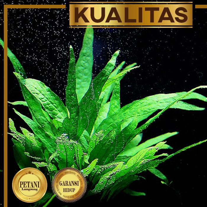 Jual Tanaman Air Aquascape Kadaka Java Fern Media Wabikusa Low CO2 ...