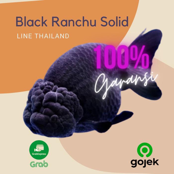 Jual PESANAN KHUSUS BLACK RANCHU SOLID SIZE 7-8 CM KAK L - Kota ...
