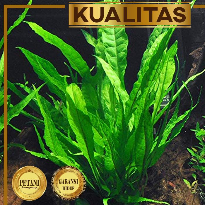 Jual Tanaman Air Aquascape Kadaka Java Fern Media Lempeng Pakis Low CO2 ...