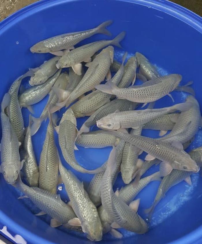 Jual Koi penjinak saragoi - Kab. Bogor - Distributor koi blitar | Tokopedia