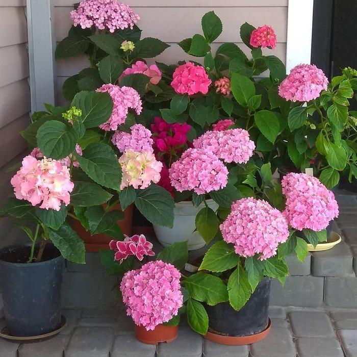 Jual Tanaman Bunga Panca warna / Hortensia / Pancawarna Berbunga - Kota ...