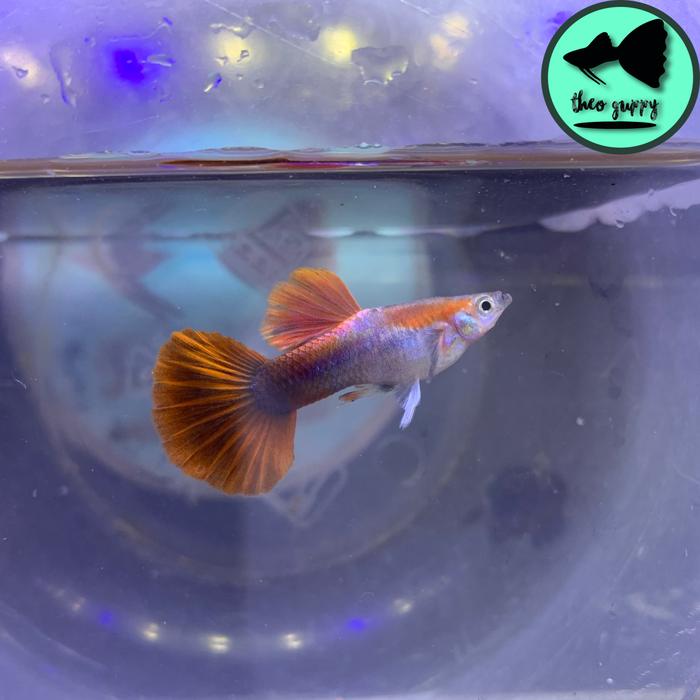 Jual Ikan Hias Guppy HB Red Rosetail Grade A Trio - Jakarta Timur ...