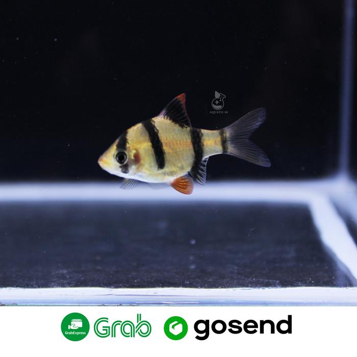 Ikan Tiger Barb