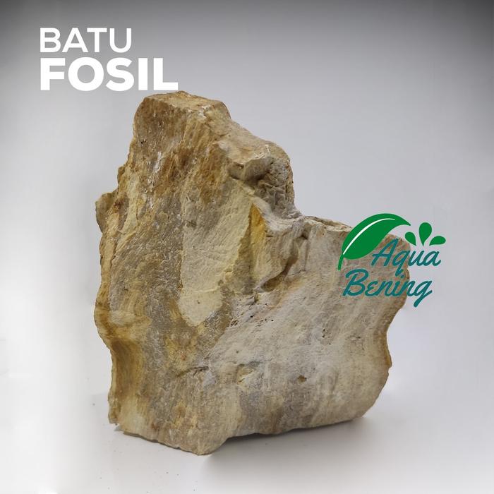 Jual Batu Fossil Kayu Batu Aquascape - Kota Bekasi - Aqua Bening ...