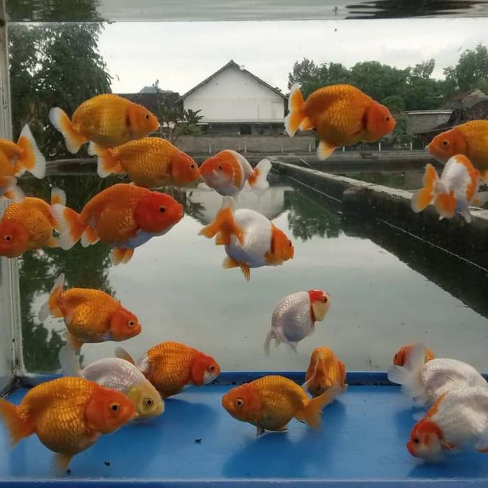 Jual Rancu red white / ikan mas koki rancu red white - Kota Tangerang ...