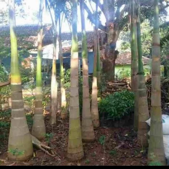 Jual bibit pohon palem raja tinggi 3 meter sampai ujung - Kab. Bogor ...