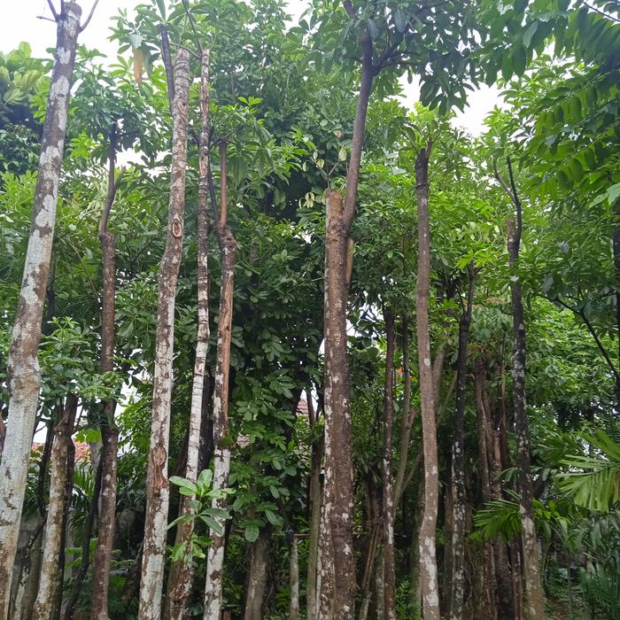 Jual Pohon Pule Tunggal // Pohon Pulai // Alstonia scholaris - Kota ...