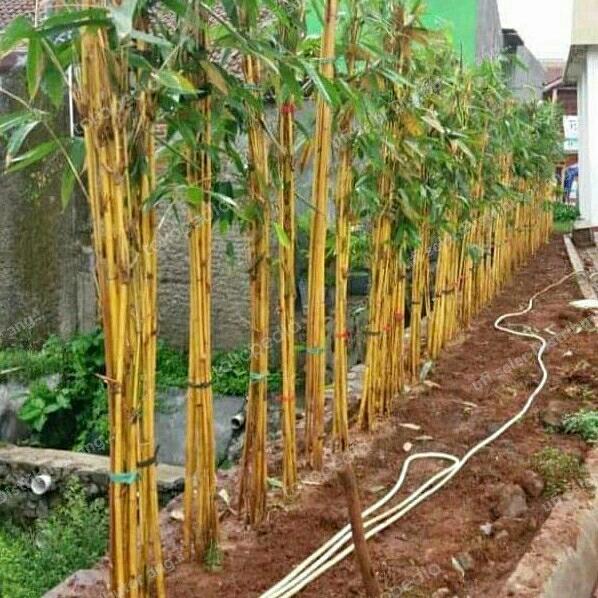 Jual Bibit bambu kuning hias siap tanam - Jakarta Barat - ufi seler ...