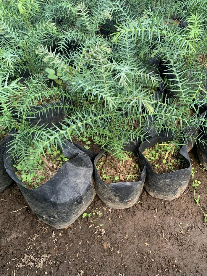 Jual Pohon cemara okaria bahan tanaman bonsai mini - Kota Bogor - Tani ...