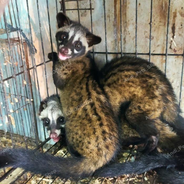 Musang Pandan Jinak