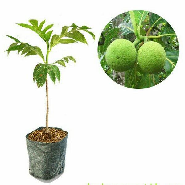 Jual Bibit tanaman pohon sukun kuning super tinggi 1 meter - Kota ...