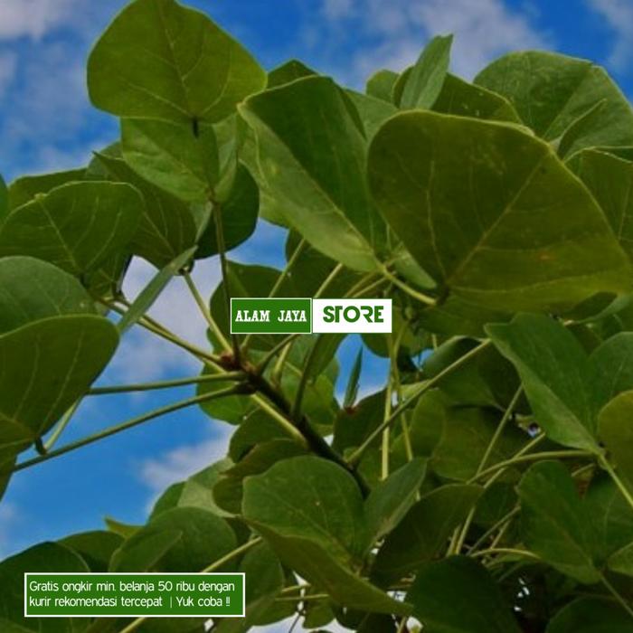 Jual Herbal daun dadap berkhasiat - Kota Bandung - store Alam jaya ...