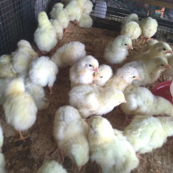 Jual DOC Broiler - anak ayam broiler - bibit ayam potong - ayam potong ...