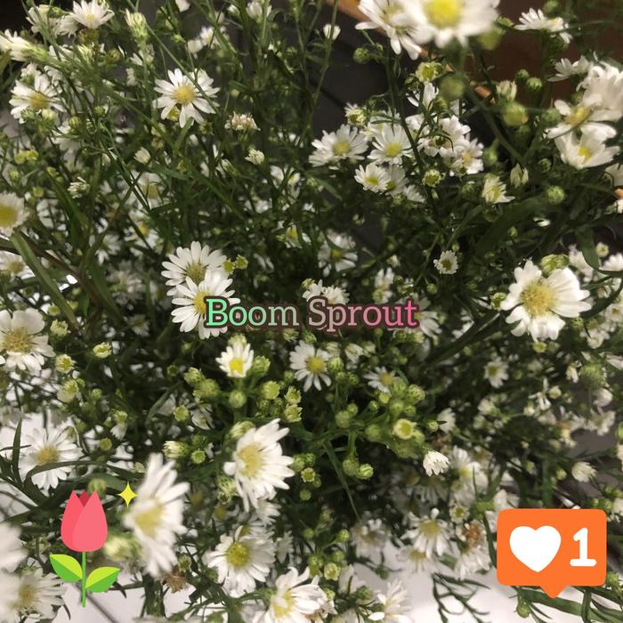 Jual Peacock Flower Bouquet / Buket Pikok / Bunga Pikok - Jakarta Utara ...