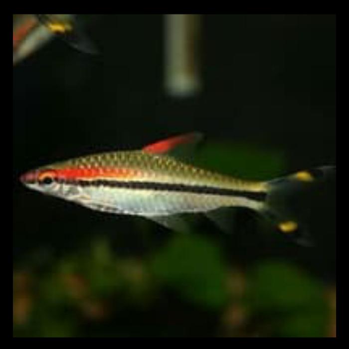 Jual puntius denisoni - Kota Depok - BERKAH.JAYA14 | Tokopedia