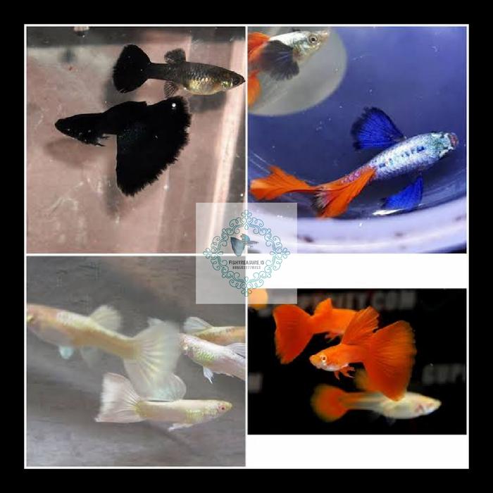 Jual Paket 4 Pasang Ikan Guppy Hias - Kota Depok - Fishtreasure. id | Tokopedia