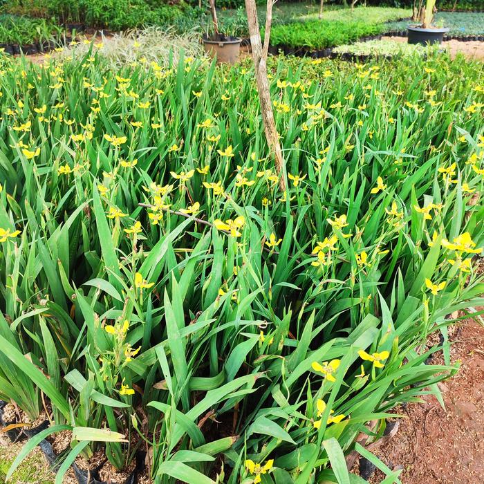 Jual tanaman hias airis bunga kuning - pohon airis bunga kuning - Kab ...