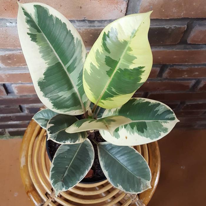 Jual TANAMAN HIAS KARET KEBO VARIEGATA - FICUSELATISCA VARIEGATA - Kab ...