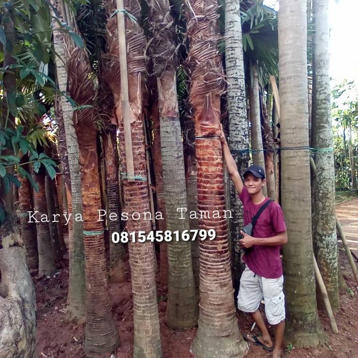 Jual Palem Sadeng | Pohon Palem Sadeng minyak 5 6 meter - Kab. Bogor ...