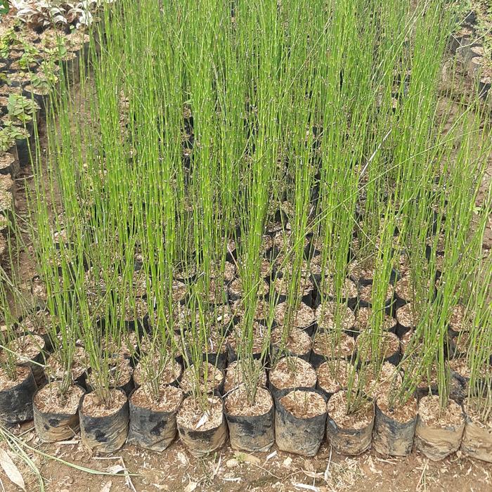 Jual Tanaman Bambu lidi air - Kota Medan - tanaman1000 | Tokopedia