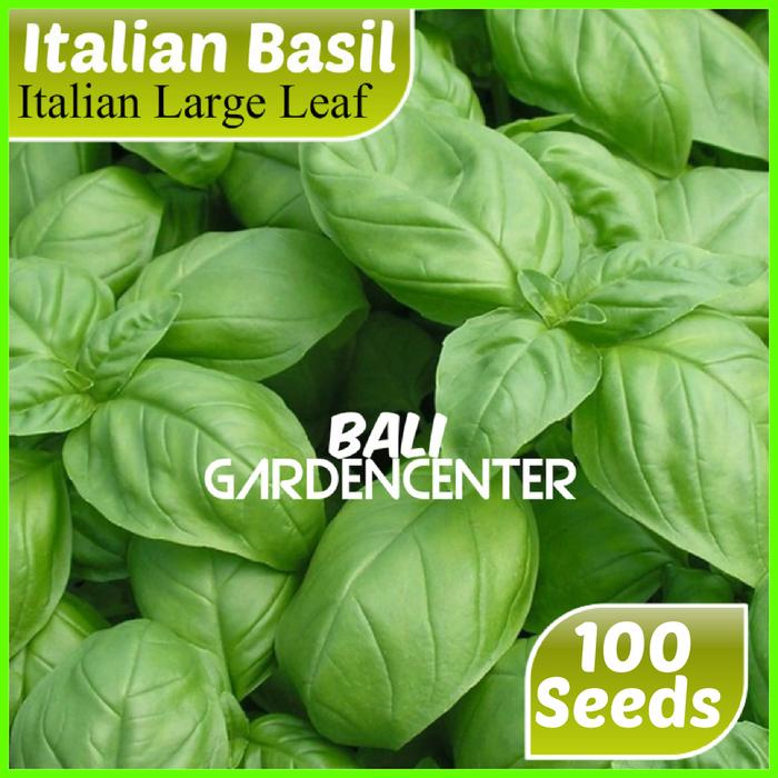 Jual Benih Biji Basil - Basil Italian Large Leaf - Kab. Badung - Bali ...