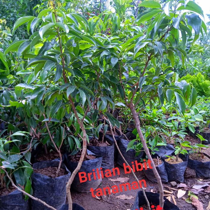 Pohon Leci Dalam Pot