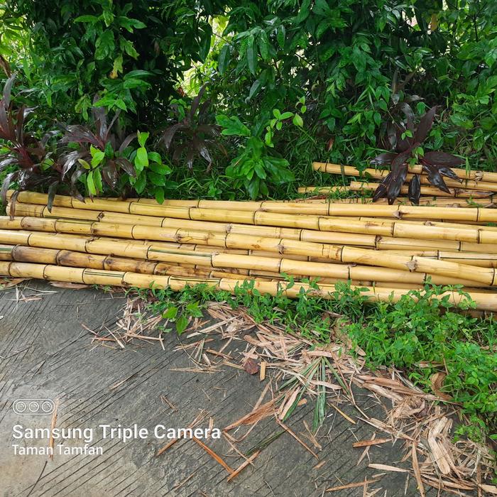 Jual bambu kuning diameter 6-10 cm (bambu mati untuk pagar) - Kota ...