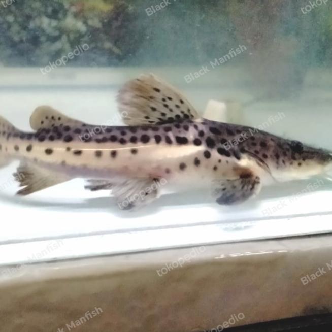 Jual Leopard Catfish - Jakarta Barat - Black Manfish | Tokopedia