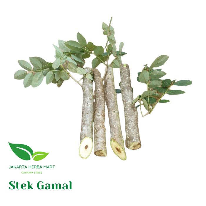 Jual MURAH STek Batang Pohon Gamal - Media Tanaman Rambat Vanili, Lada ...