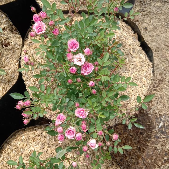 Jual Bunga mawar lokal (jenis-jenis mawar flory/spray) - Minion, 3 ...