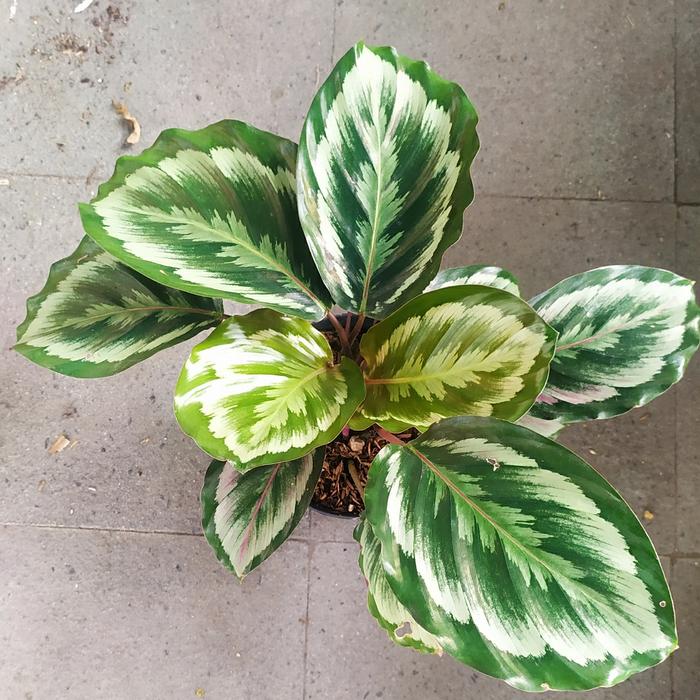 Jual Tanaman Hias Calathea Medalion V2 import - Kota Batam - Viza ...