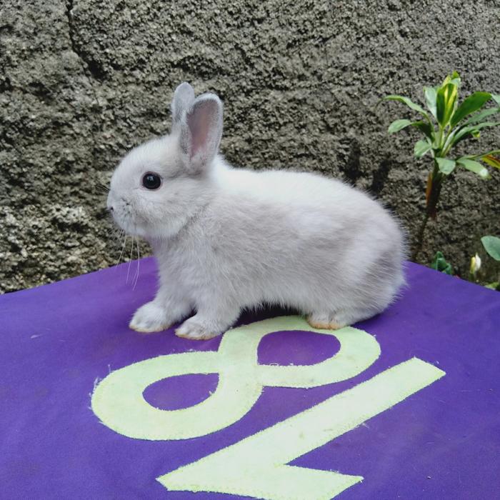 Jual Kelinci mini Netherland Dwarf-ND anakan (4). - Kota Depok - Ablack ...