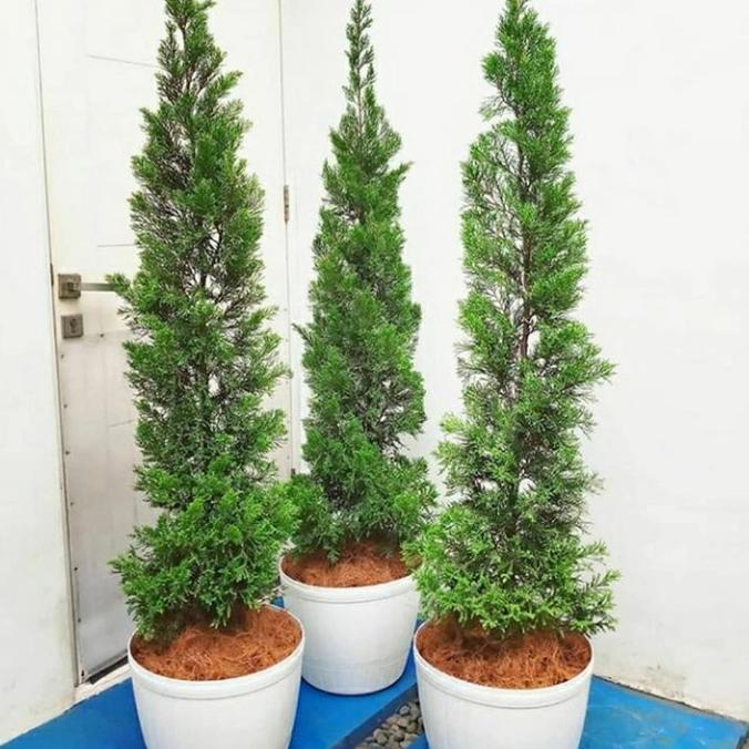 Jual pohon natal/Cemara lilin/tanaman hias Cemara/Cemara tinggi 1 meter ...