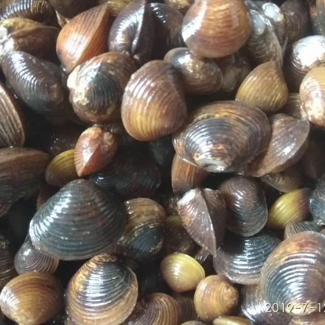 Jual Remis haremis cece atau kerang air tawar 100gr - Kota Bandung ...