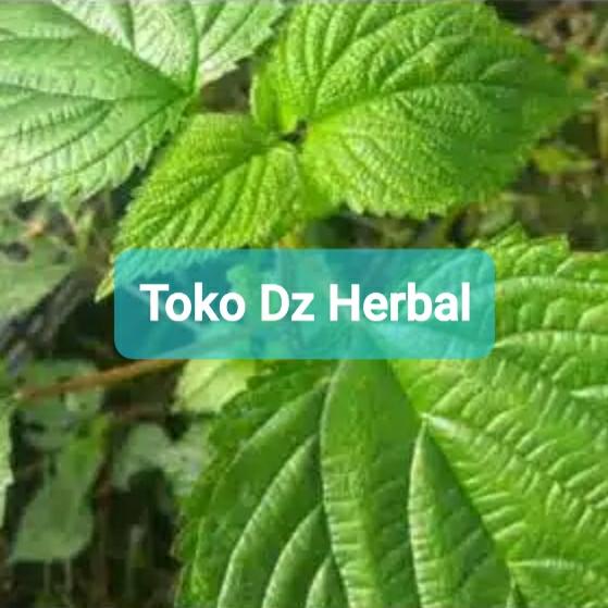 Jual Jual Daun jelatang atau daun pulus segar 400 gram - Kab. Bandung ...