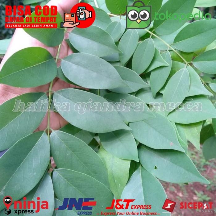 Jual Promo Daun Gamal Segar 1 kg - gratis 1 batang bibit stek pohon ...