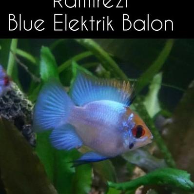 Jual ikan blue elektrik / ikan hias / ikan aquascape / ramirezi blue ...