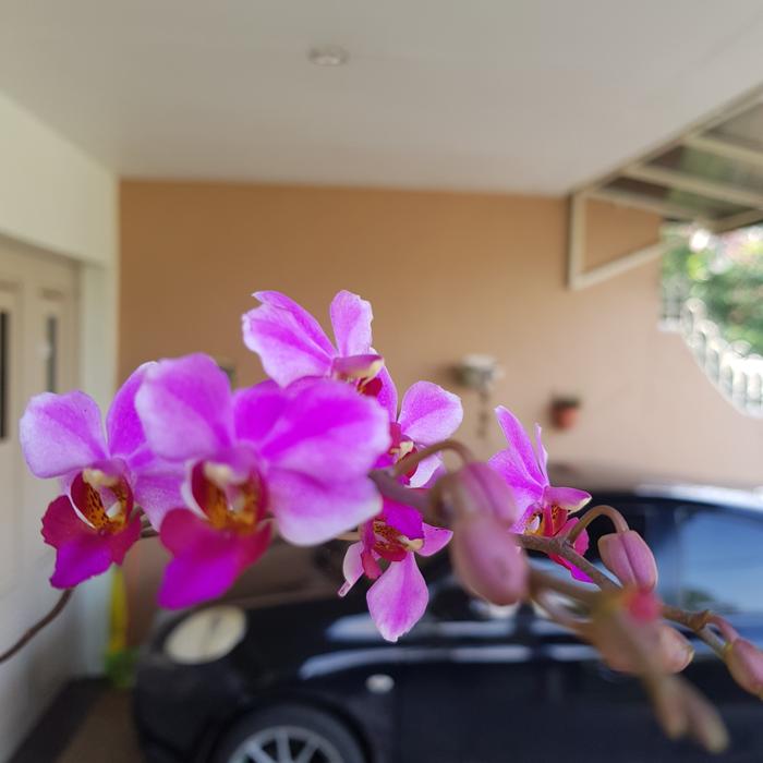 Jual anggrek bulan mini/doritis ungu siap berbunga - Kab. Bogor - tama ...