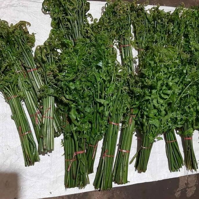 Jual Daun pakis sayur segar 100% original - Jakarta Timur - Neosant ...