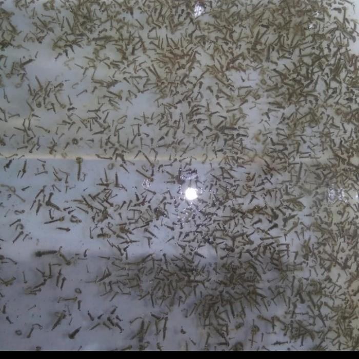 Jual encu jentik nyamuk pakan ikan cupang - Kota Bekasi - rendyshopt ...