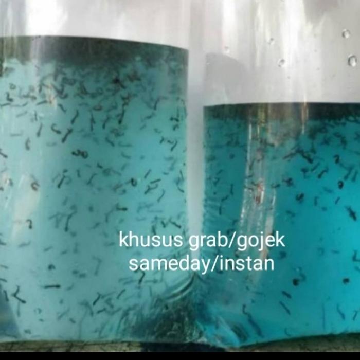 Jual encu atau jentik nyamuk pakan ikan cupang - Kota Bekasi ...
