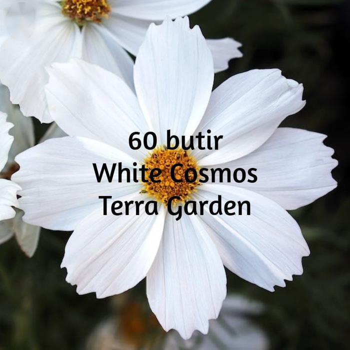 Jual Benih Bunga Biji White Cosmos Putih Tanaman Hias Kenikir Seeds ...